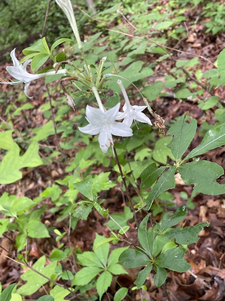 swamp azalea from Cabin John Regional Park, Potomac, MD, US on May 24 ...