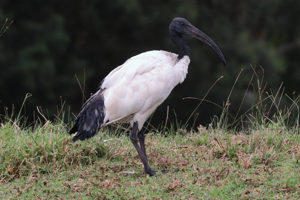 Ibis sacro (Birdwatching Reggio Calabria) · iNaturalist