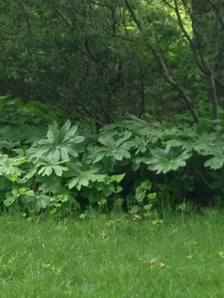 mayapple from Central Park, New York County, US-NY, US on May 22, 2016 ...