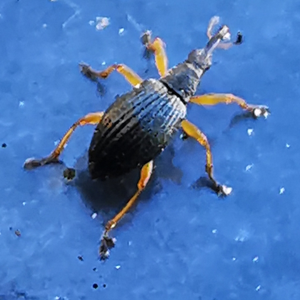 Protapion fulvipes from Imatra, Suomi on May 24, 2024 at 03:14 PM by Bo ...