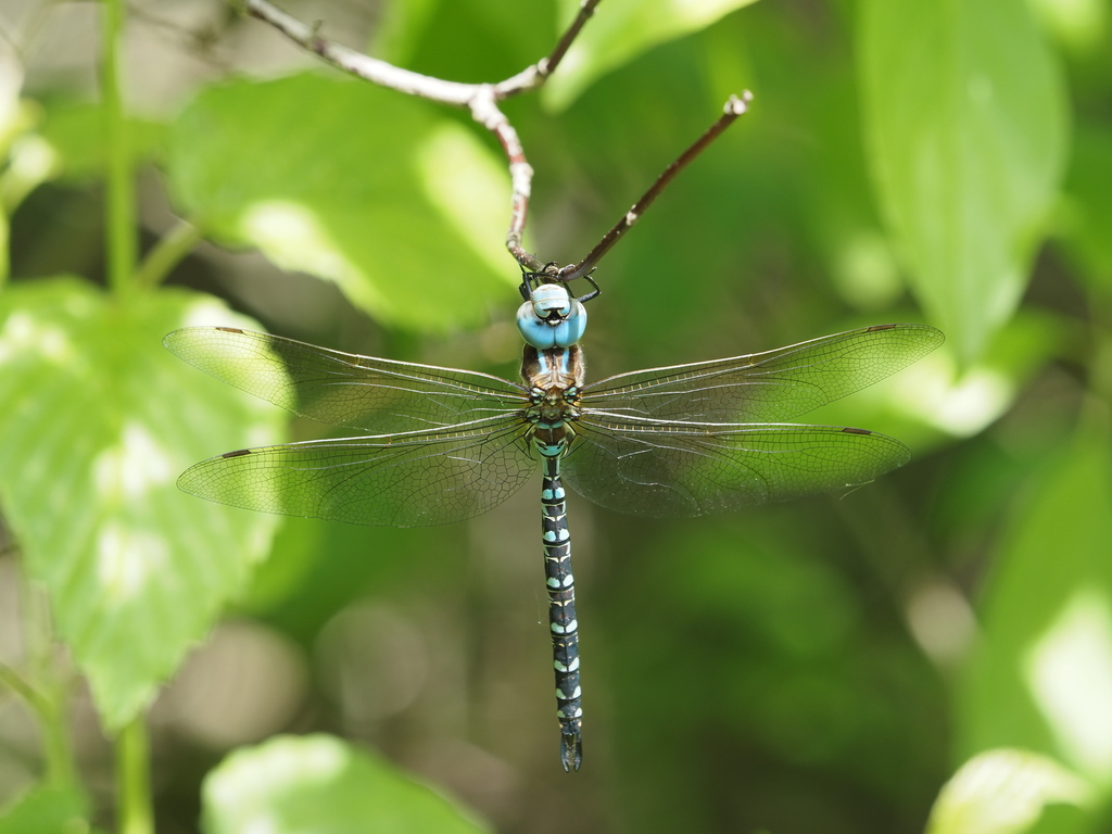 Spatterdock Darner in May 2024 by Linda Gilbert · iNaturalist