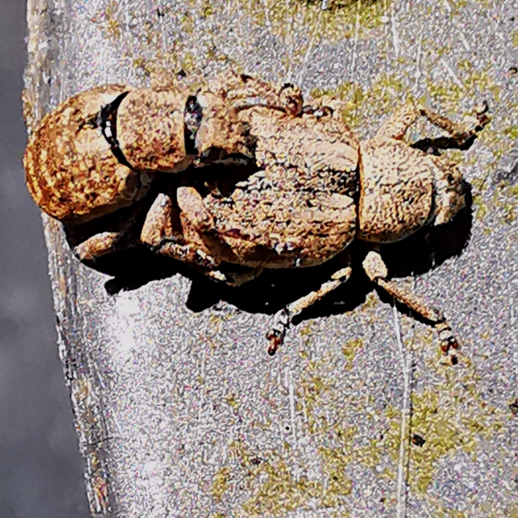 Nut Leaf Weevil from Imatra, Suomi on May 24, 2024 at 03:20 PM by Bo ...