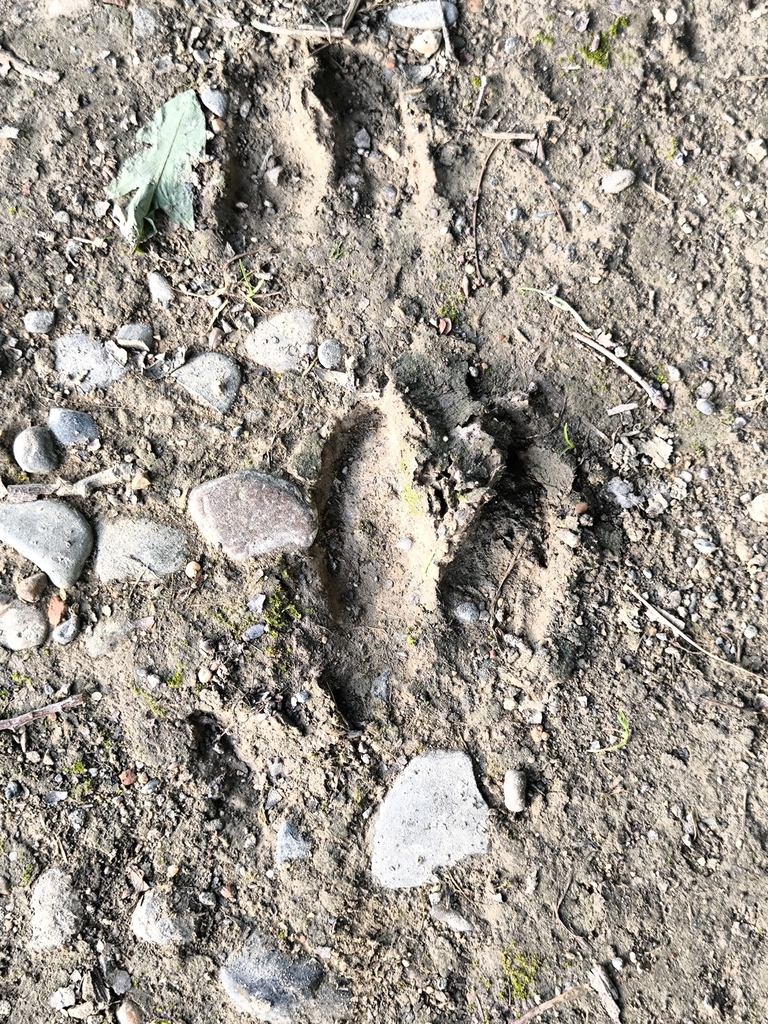 Wild Boar from 32400 Corneillan, France on May 24, 2024 by Laurent ...