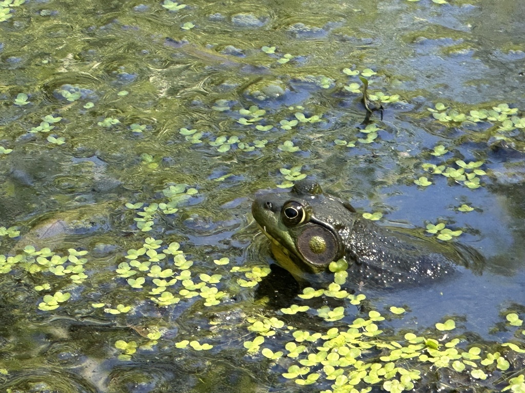 Green Frog (Pipsico Scout Reservation Awesome Nature Guide) · iNaturalist