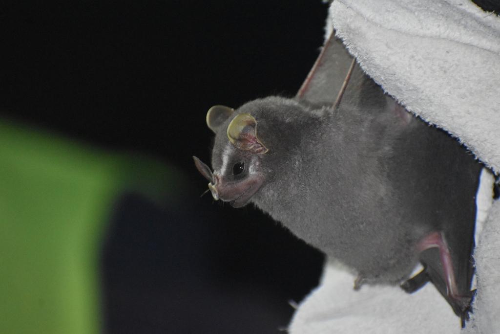 Tent-making Bat from Becerril, Cesar, Colombia on June 4, 2023 at 06:21 ...