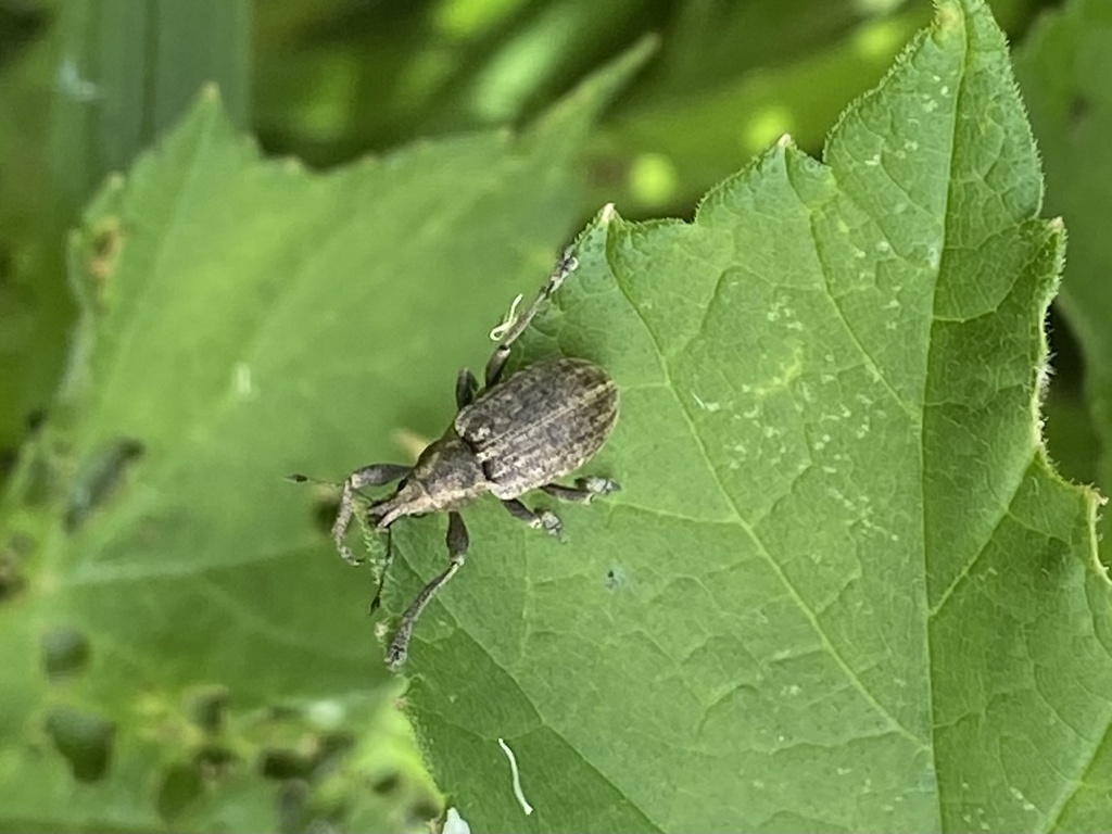 chequered weevil from Cary Moor Drove, Castle Cary, England, GB on May ...