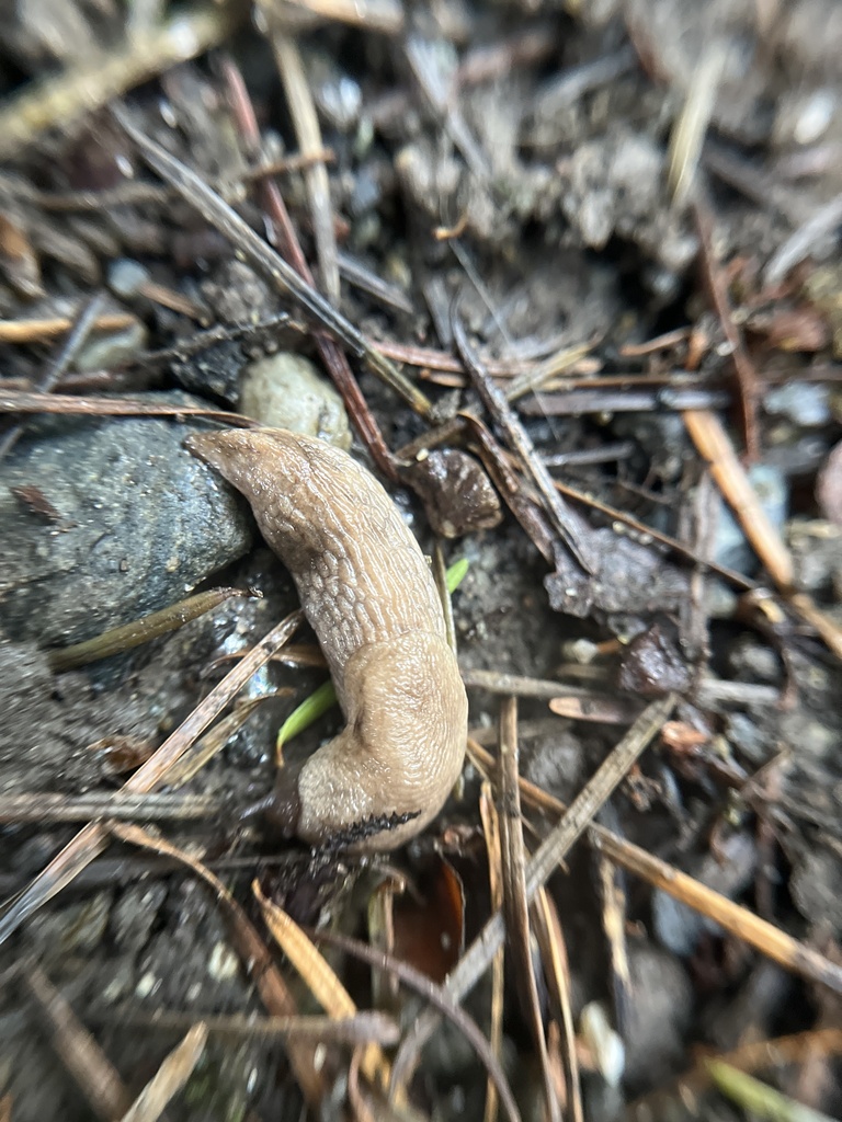 Smooth Land Slugs from Sehome Hill Arboretum, Bellingham, WA, US on May ...