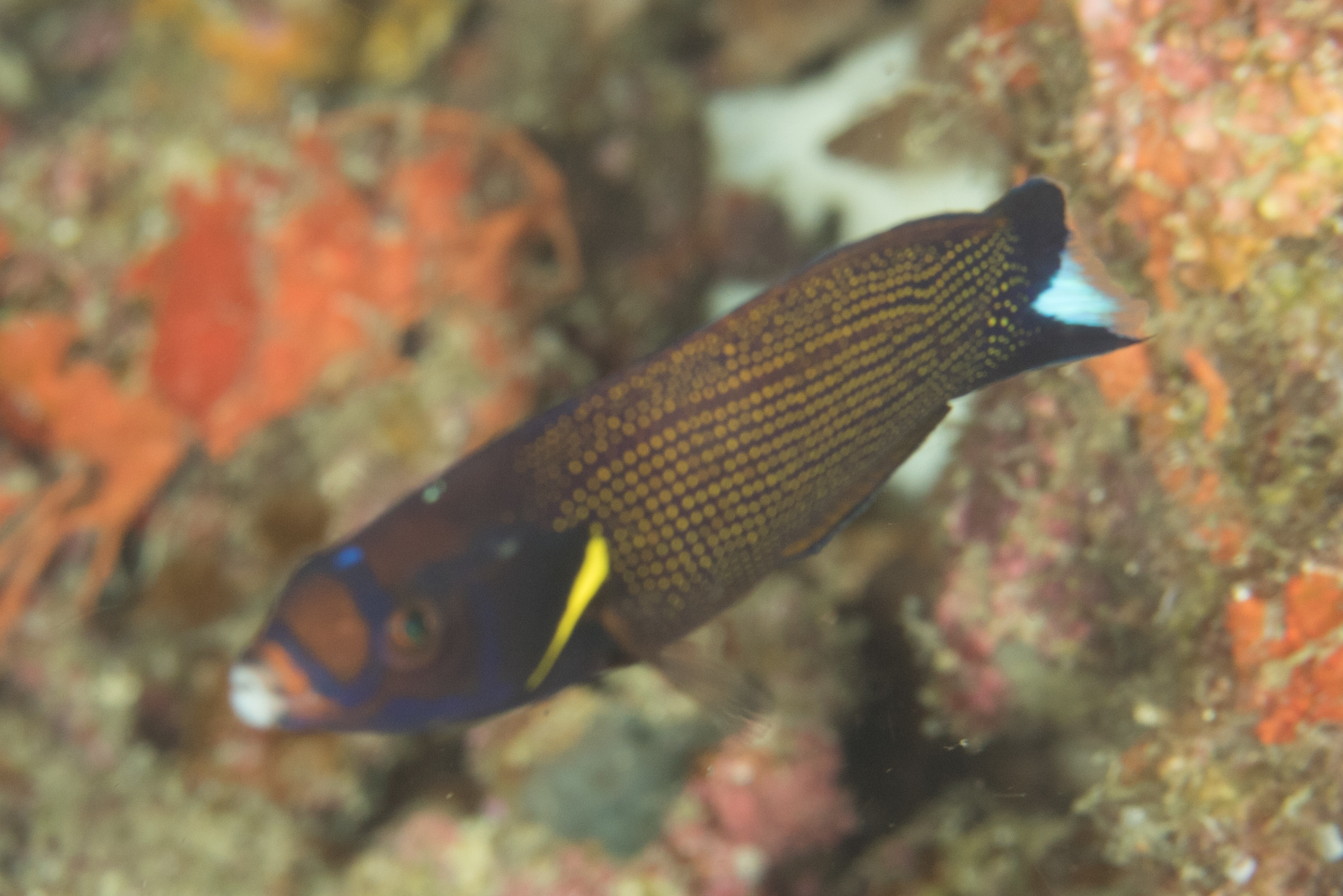 Labropsis xanthonota Randall, 1981