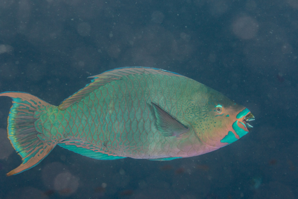 Mini-fin Parrotfish (Fishes of Heron Island) · iNaturalist