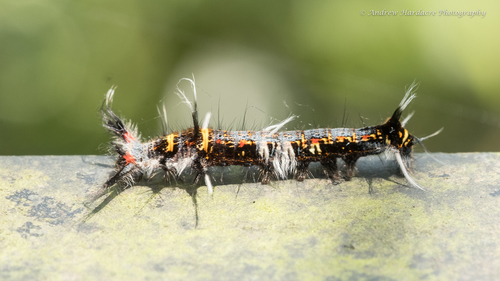 Kunugia divaricata (Common Caterpillars of Hong Kong) · iNaturalist