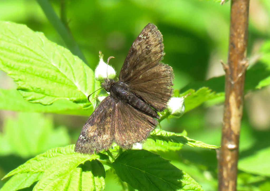 Wild Indigo Duskywing from Richmond Hill, ON, Canada on May 24, 2024 at ...