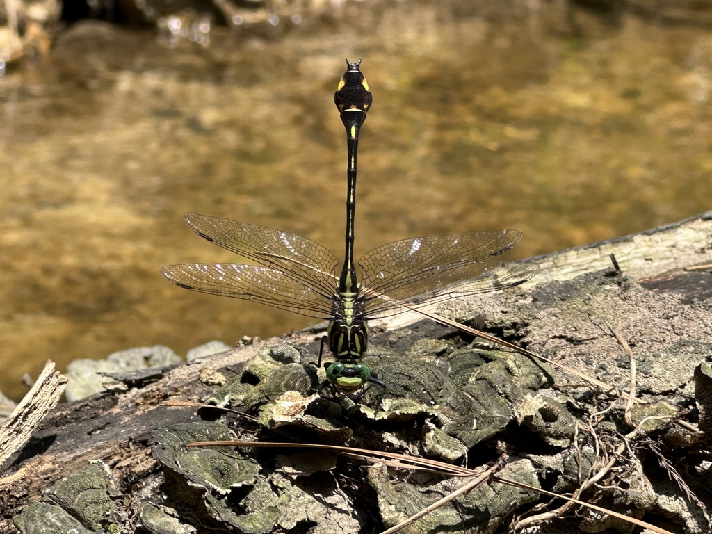 Gulf Coast Clubtail in May 2024 by Seth Shively. Obelisking on log in ...