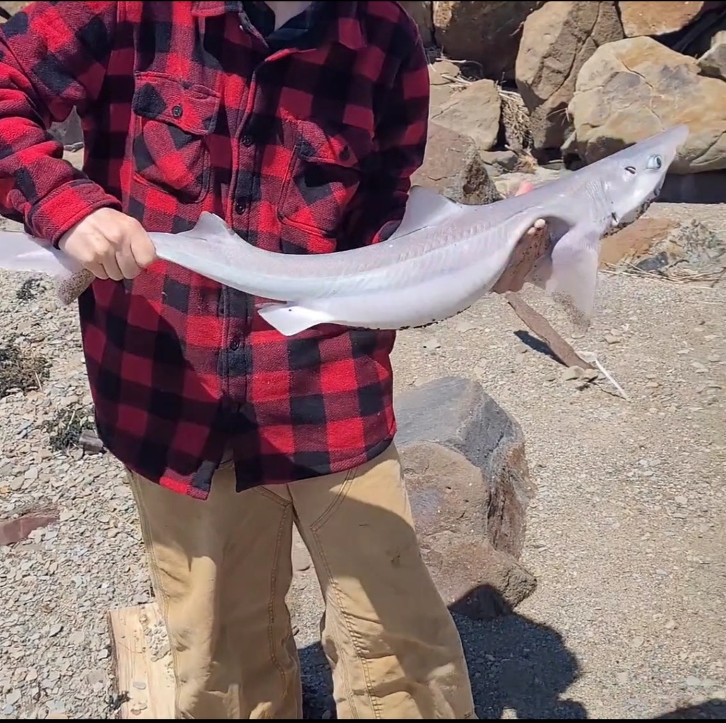 White-spotted Dogfish from Tantramar, NB, Canada on May 24, 2024 at 02: ...