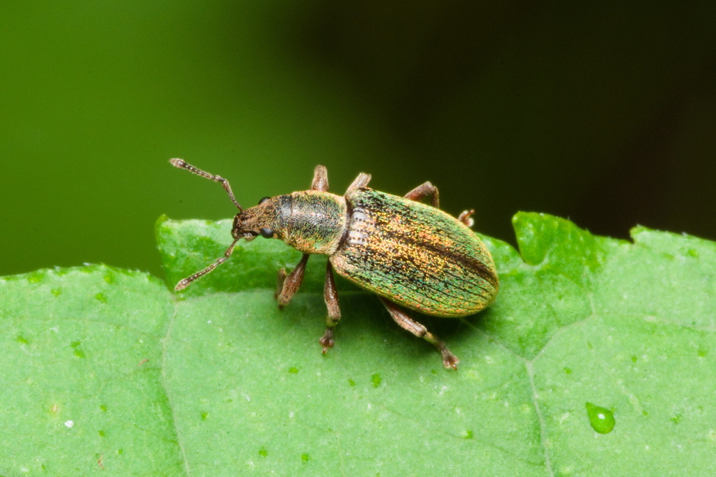 Polydrusus impar from Bludenz, Vorarlberg, Austria on May 24, 2024 at ...