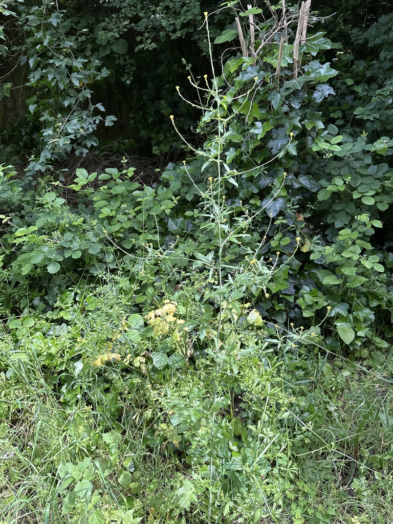 Hedge mustard from Pilgrims Lane, Grays, England, GB on May 24, 2024 at ...