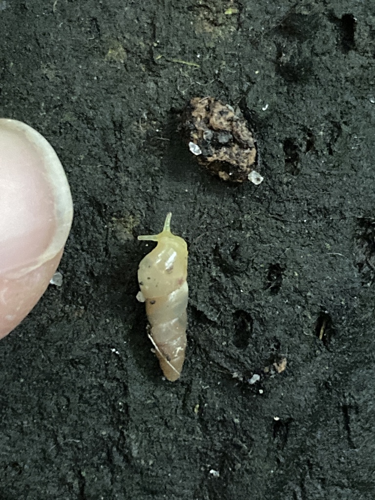 Awl Snails and Allies from The Huntington, San Marino, CA, US on May 24 ...