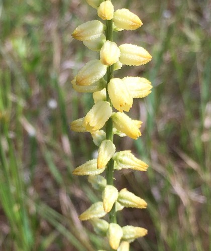 Hybrid Aletris × tottenii · iNaturalist