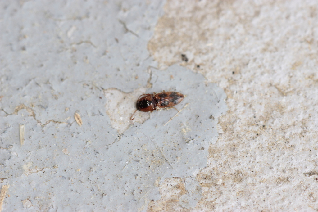 Sweet Click Beetle from Franklin County, MO, USA on May 24, 2024 at 10: ...
