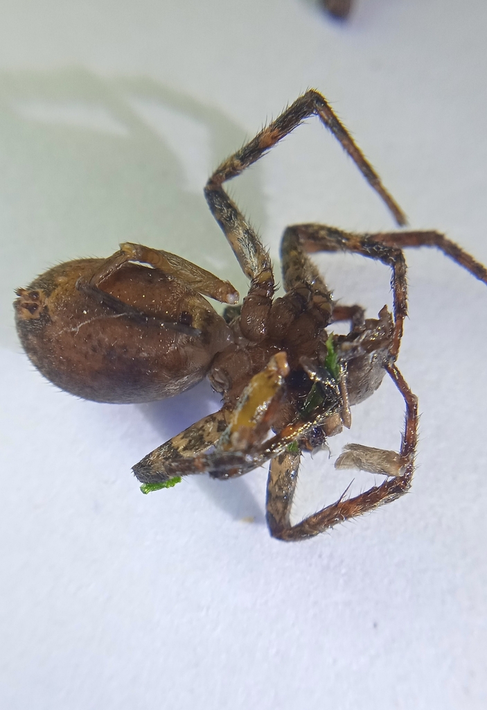 False Wolf Spiders from Jalya Banda, Torwal Forest, Bahrain, Swat on ...