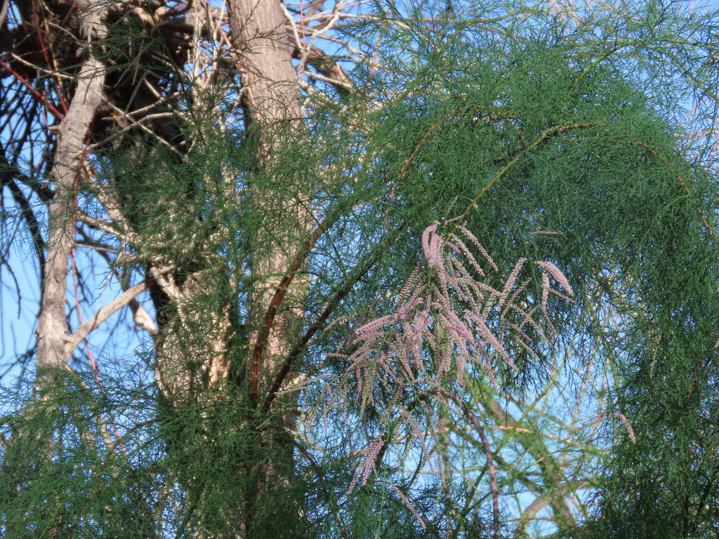Tamarisks from Cochise County, AZ, USA on May 24, 2024 at 07:47 AM by ...