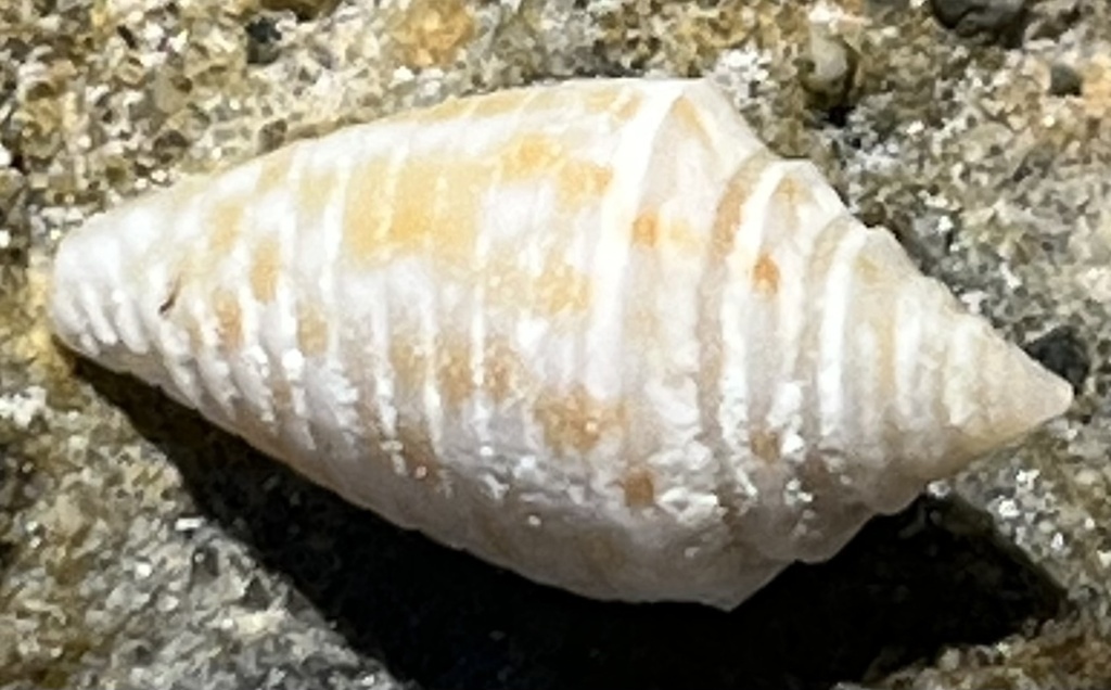 Cone Snails from Upper Matecumbe Key, Islamorada, FL, US on May 24 ...