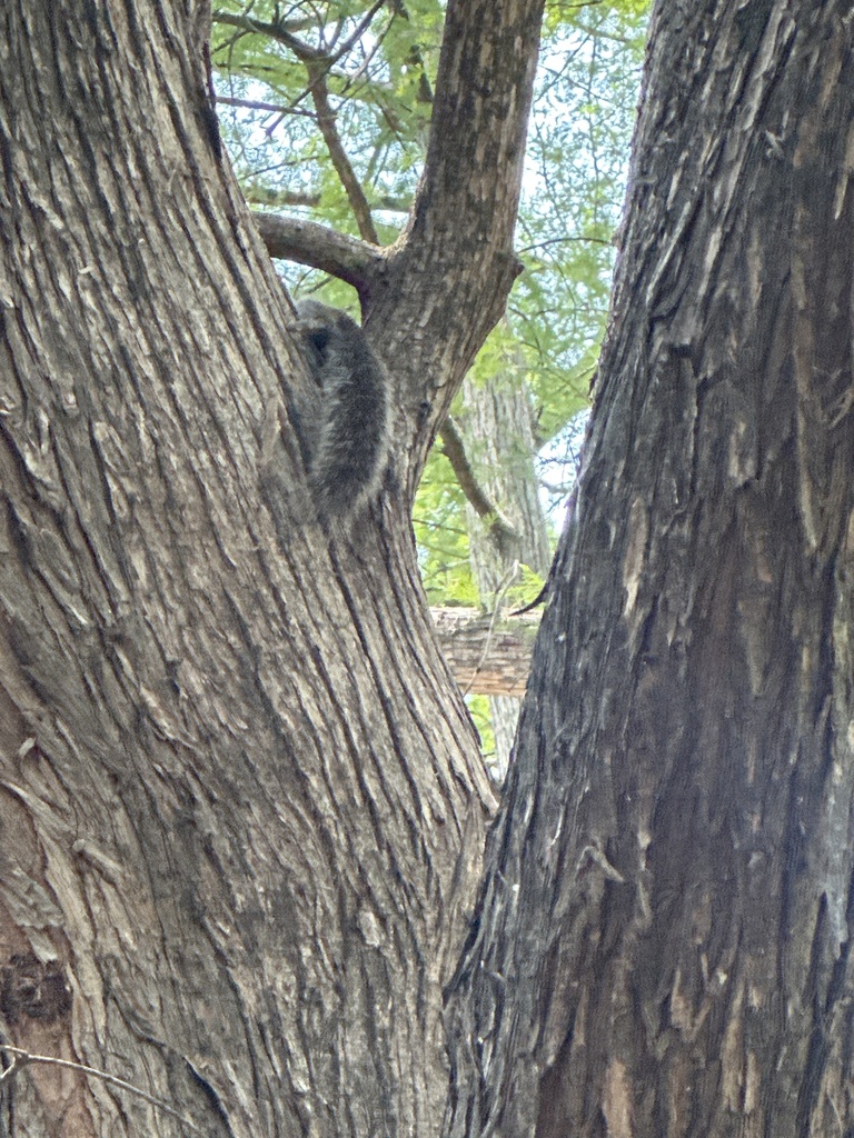 Allen's Squirrel from Parque Río La Silla, Monterrey, N.L., MX on May ...