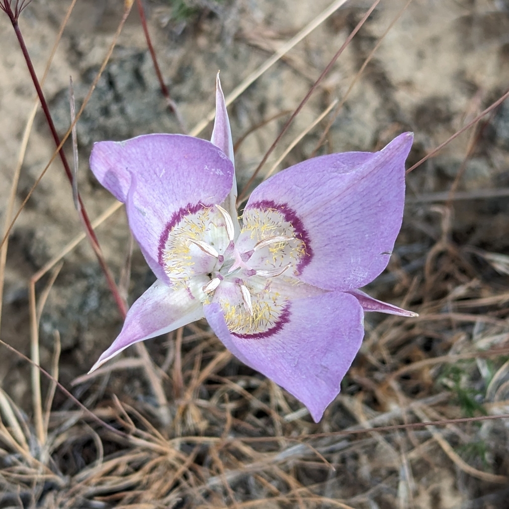 Sagebrush Mariposa Lily from Lexington, OR 97839, USA on May 24, 2024 ...