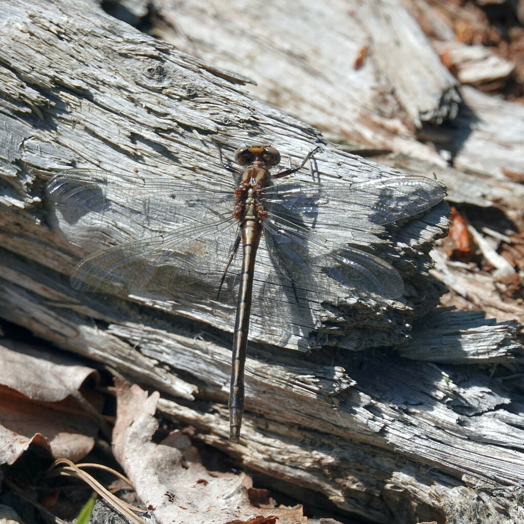 Dusky Clubtail from Elliot Lake, ON, Canada on May 24, 2024 at 10:46 AM ...