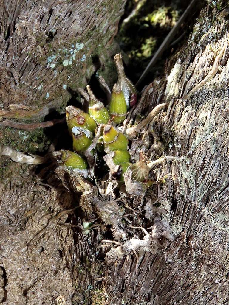 Ngome Snout Orchid in May 2024 by Kate Braun. Not in flower. Epiphyte ...