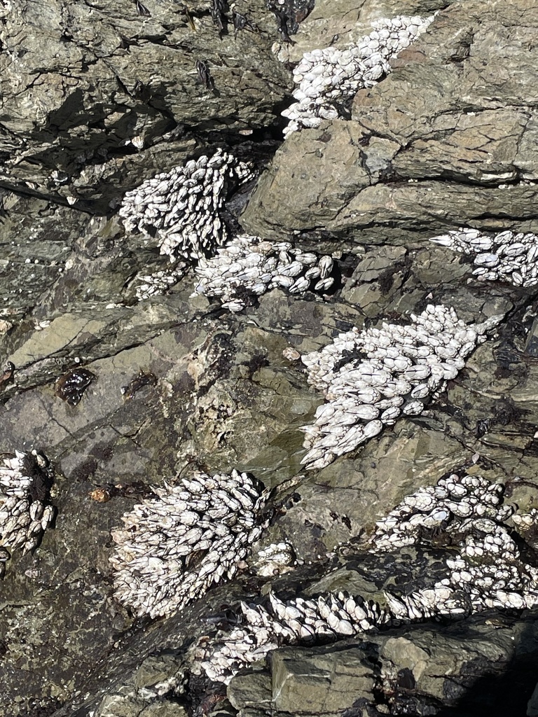 Gooseneck Barnacle from Lopez Island, Samish TDSA, WA, US on May 23 ...