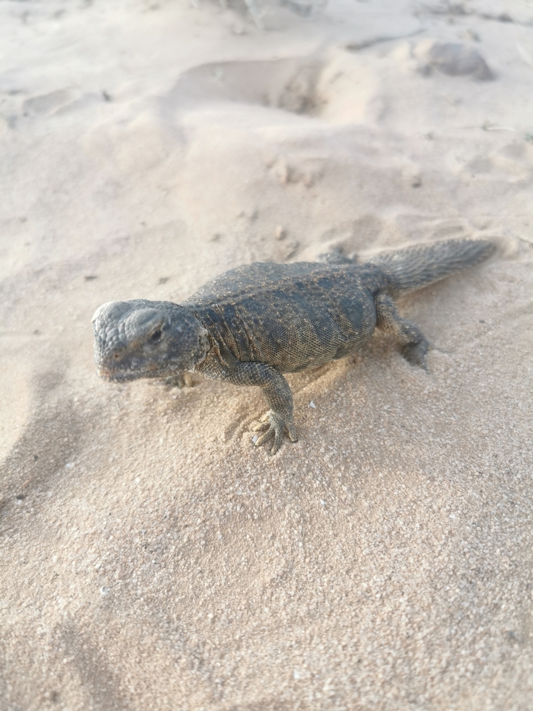 Moroccan Spiny-tailed Lizard from Tadmit, DZ-DJ, DZ on May 24, 2024 at ...