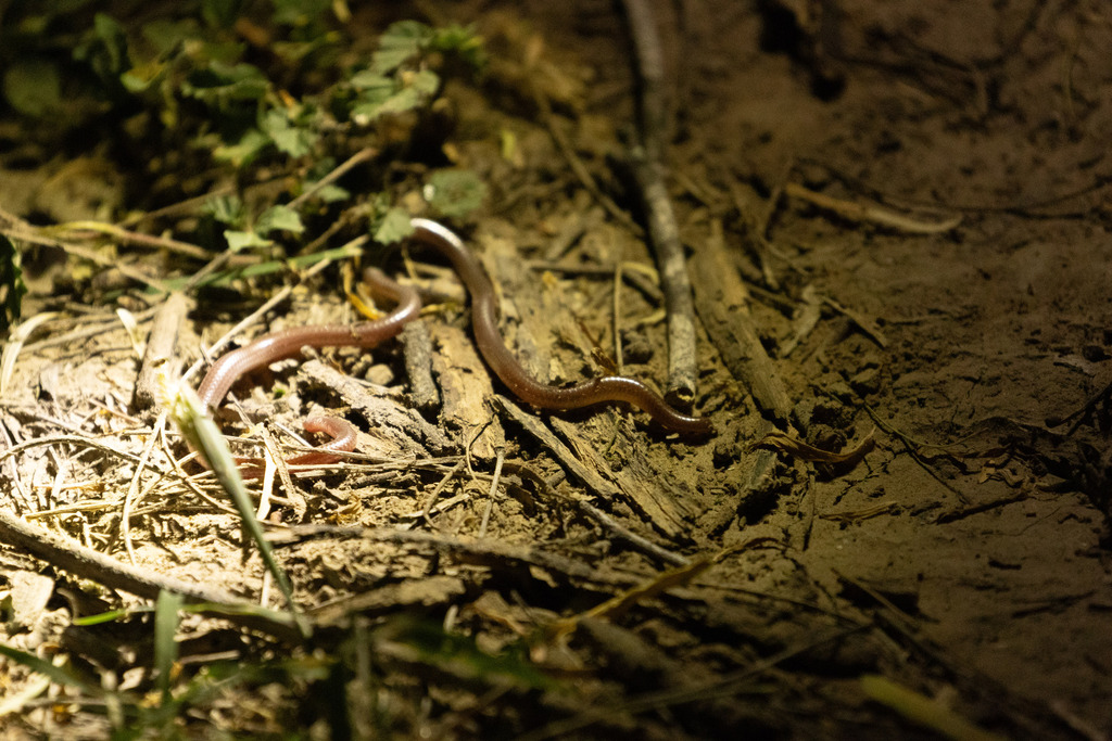 Texas Blind Snake from Starr County, TX, USA on April 6, 2024 at 08:11 ...