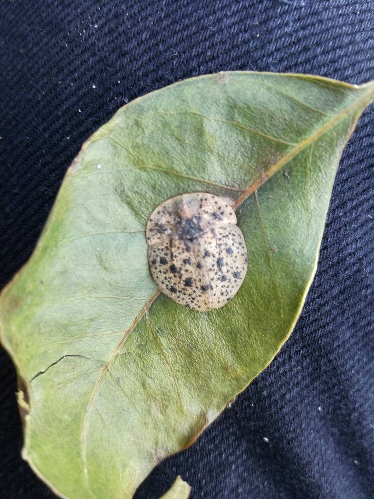 Rock Roaches from Mpholonjeni, SZ-LU, SZ on May 11, 2019 at 12:12 PM by ...