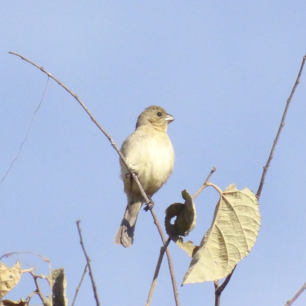 Cinnamon-rumped Seedeater from 51166 Méx., México on February 7, 2023 ...