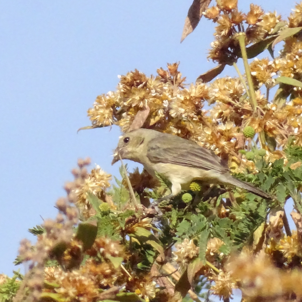 Cinnamon-rumped Seedeater from 51166 Méx., México on February 7, 2023 ...