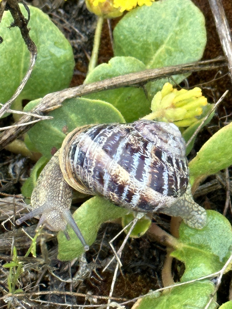 Garden Snail from Sequim, WA, US on May 24, 2024 at 10:42 AM by Carter ...
