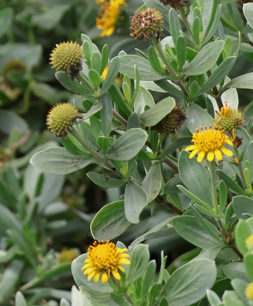 sea ox-eye from Port Aransas, TX, USA on May 19, 2024 at 01:55 AM by ...
