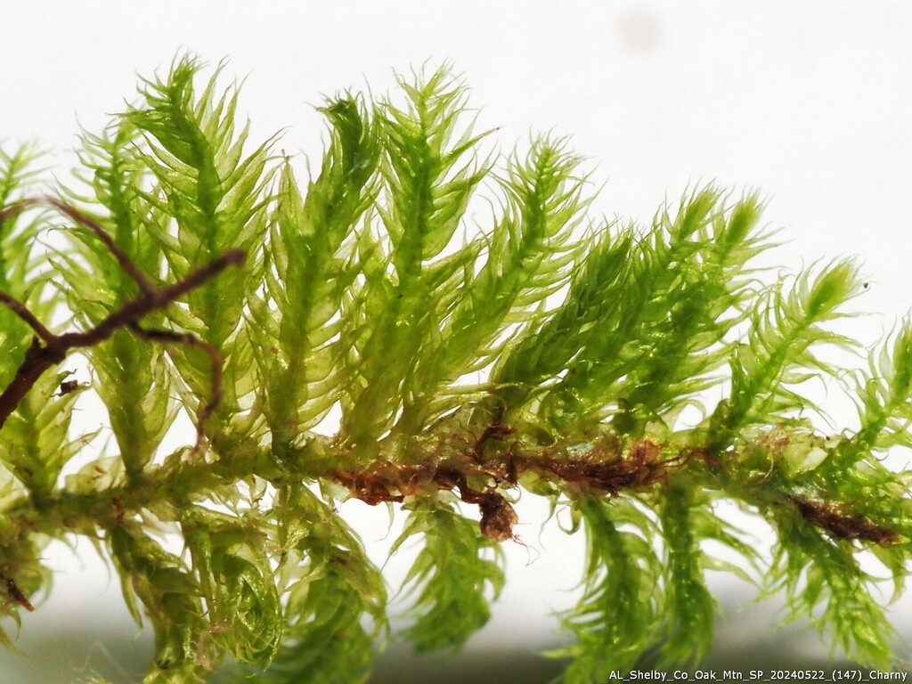 Comb-moss from Oak Mountain SP, Camp road on May 22, 2024 at 10:45 PM ...
