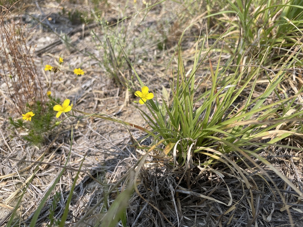 Zapata Bladderpod in May 2024 by Paul Marcum · iNaturalist