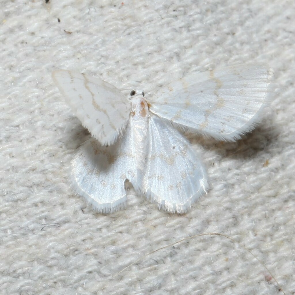 Fragile White Carpet from Fitzgerald Rd, Burdett, NY 14818, USA on May ...