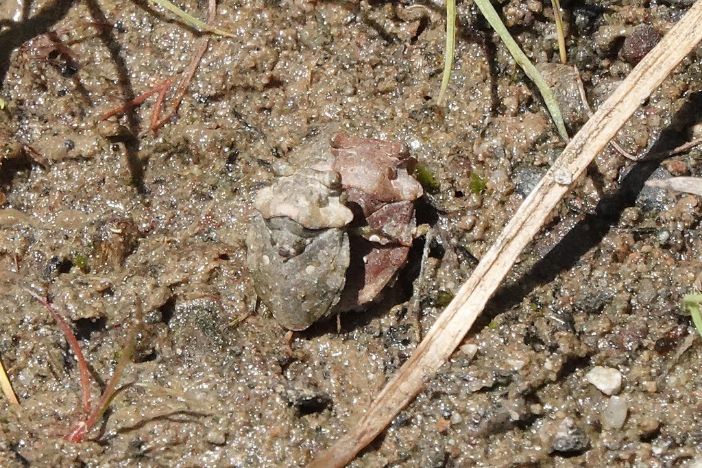 Big-eyed Toad Bug from Near Windmill, Hunting Hollow Rd, Henry Coe ...