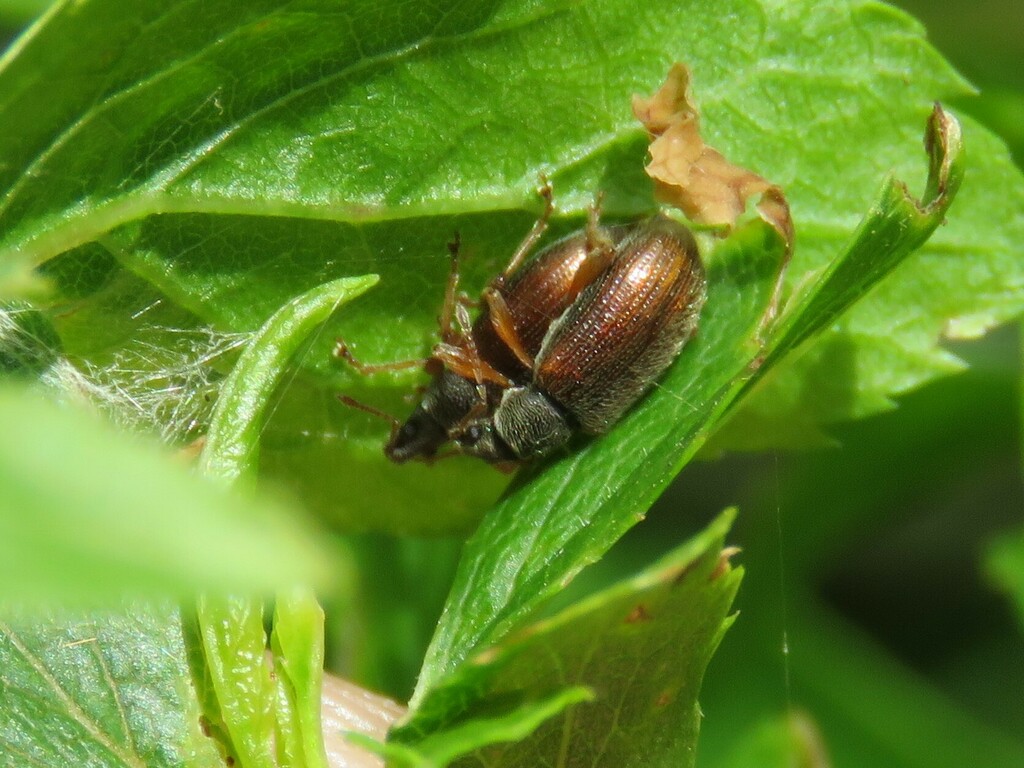 Brown Leaf Weevil from Buckinghamshire, UK on May 1, 2024 at 11:15 AM ...