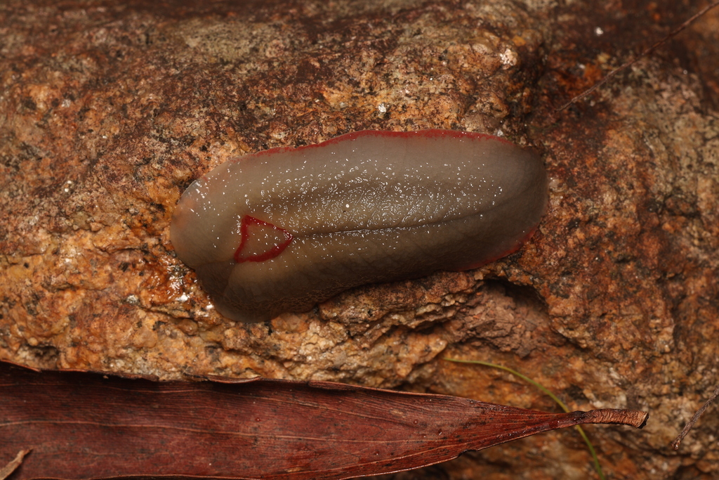 Red Triangle Slug from Mount Coot-Tha QLD 4066, Australia on May 25 ...