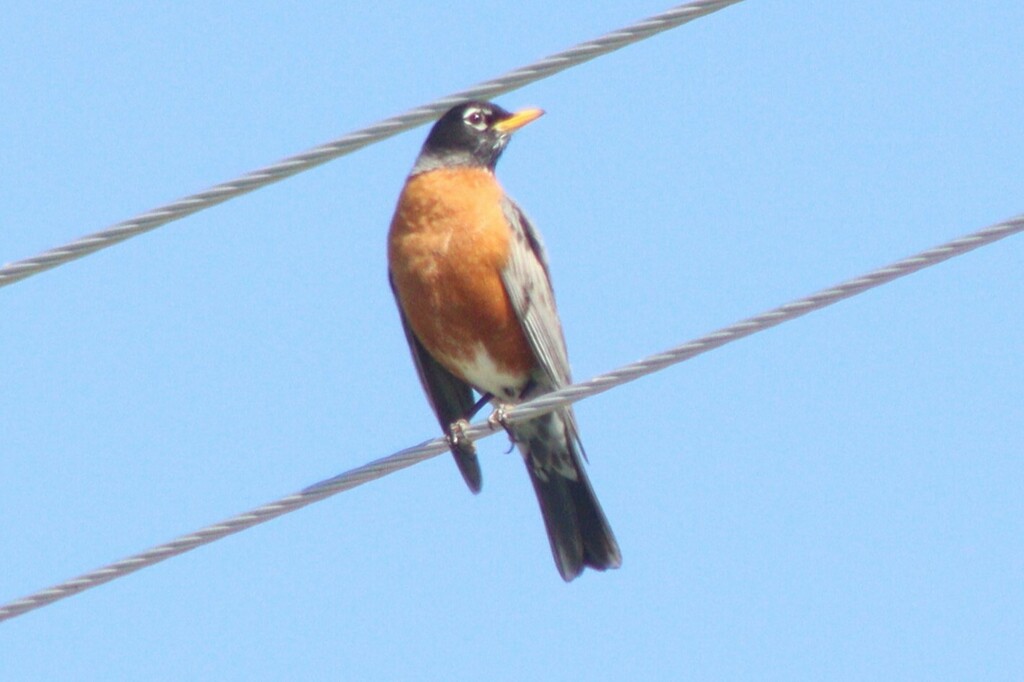Western Robin from Fremont County, WY, USA on May 13, 2024 at 09:10 AM ...