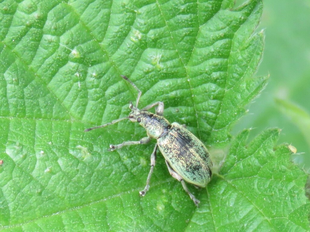 Nettle weevil from Buckinghamshire, UK on May 1, 2024 at 11:24 AM by ...