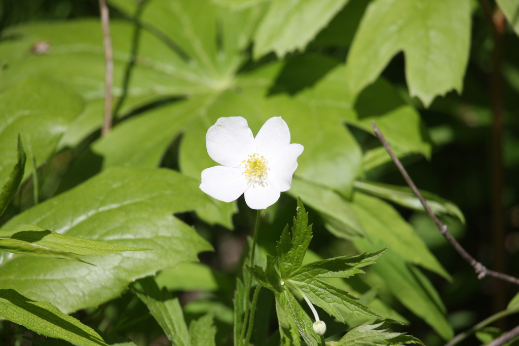 meadow anemone from Lambton County, ON, Canada on May 24, 2024 at 12:30 ...