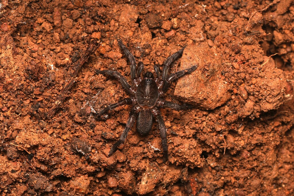 Jakara Brush-footed Spider from Mount Coot-Tha QLD 4066, Australia on ...