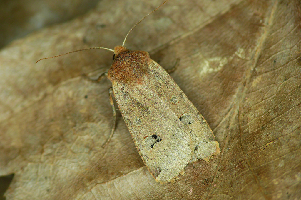 Red-headed Chestnut from Genowefa, Polska on April 4, 2024 at 01:21 AM ...