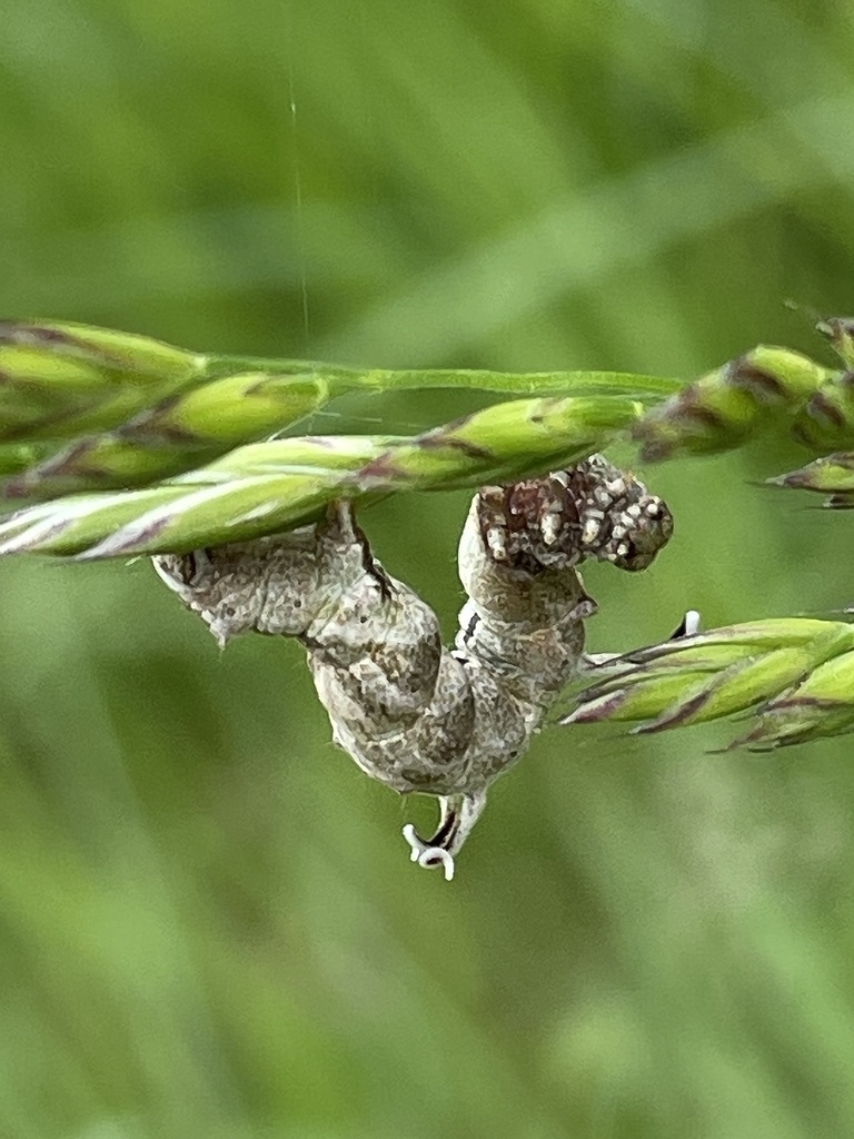 Horned Spanworm Moth from Lyman Woods Nature Center, Downers Grove, IL ...