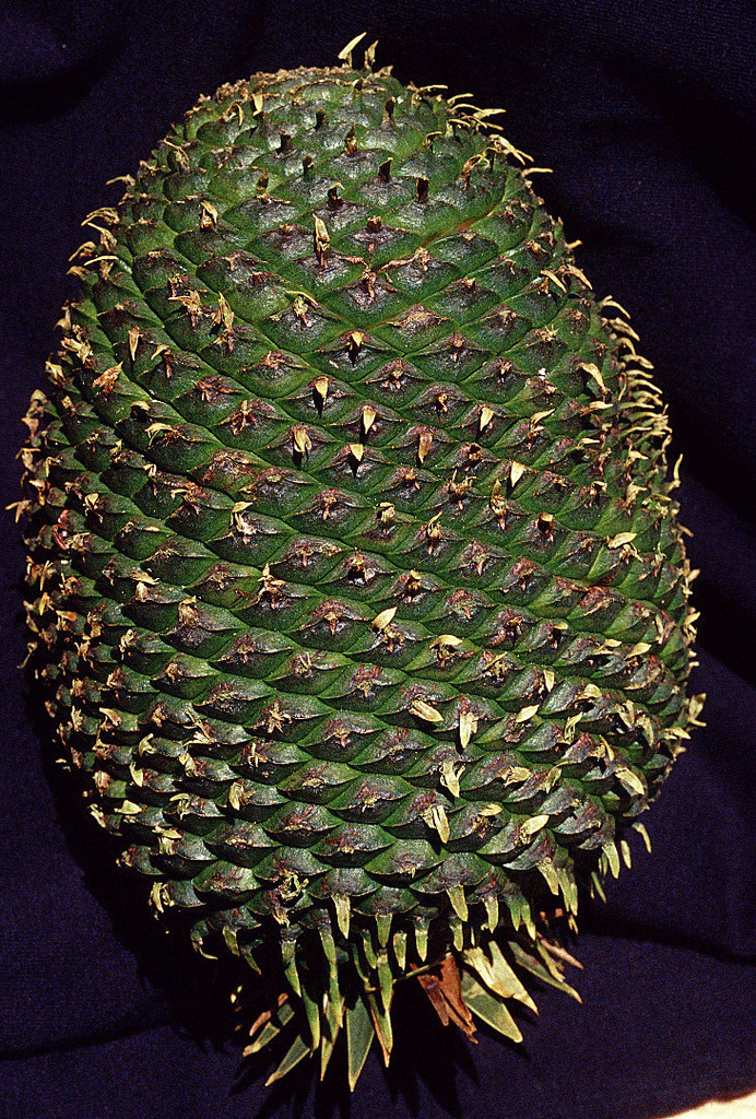 Paraná Araucaria (Araucaria angustifolia) - Botanical Realm